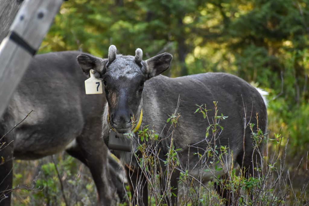 LE CARIBOU, C’EST NOUS – Atiku, tshinanu au! | L'Indice bohémien